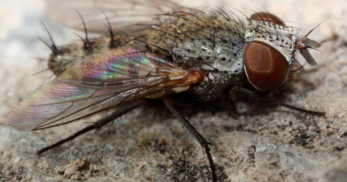 La mosca siempre va tras la carroña